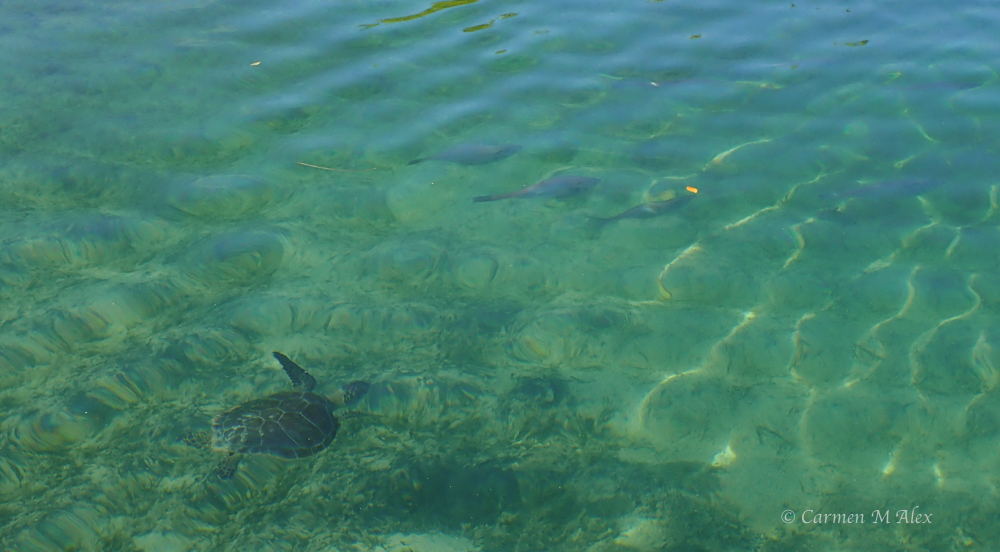 Bay of Turtles: the Lost Years Found – There Goes Gravity